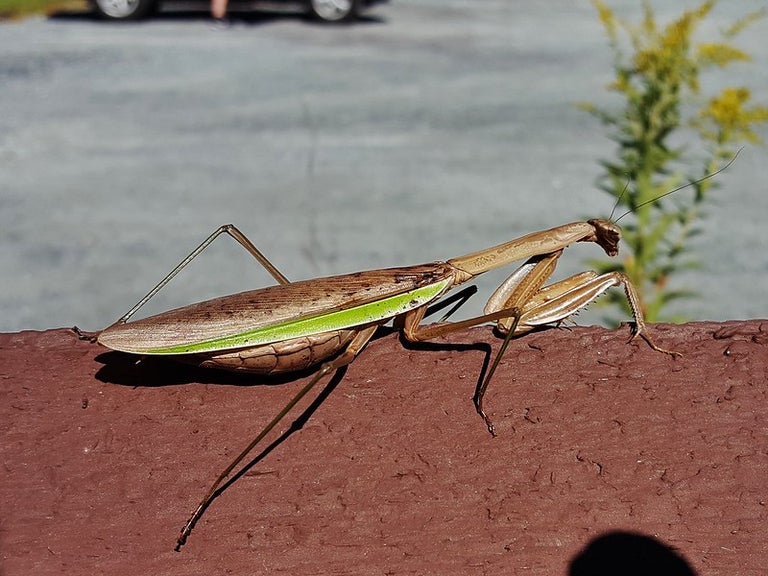Praying mantis sightings spiked this fall in Wisconsin - WPR