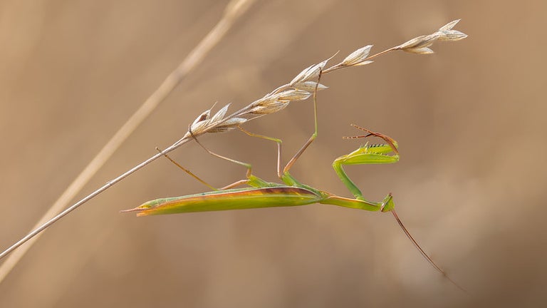 Praying mantis sightings spiked this fall in Wisconsin - WPR