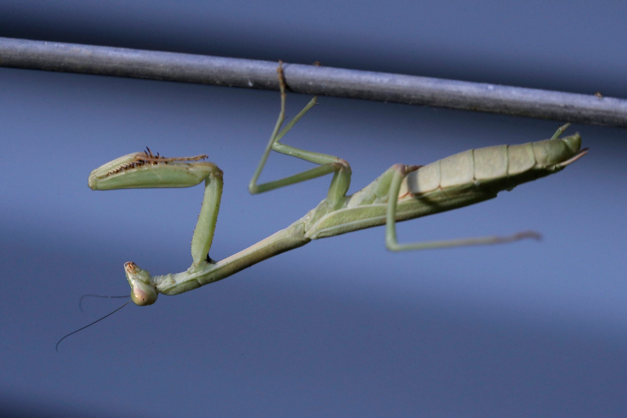 Praying mantis sightings spiked this fall in Wisconsin - WPR
