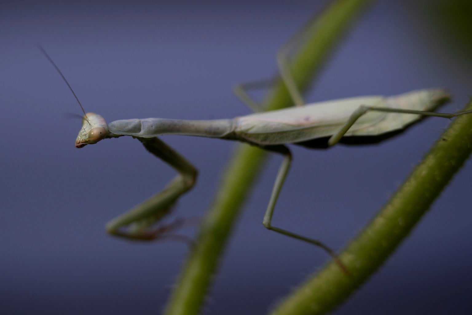 Praying mantis sightings spiked this fall in Wisconsin - WPR