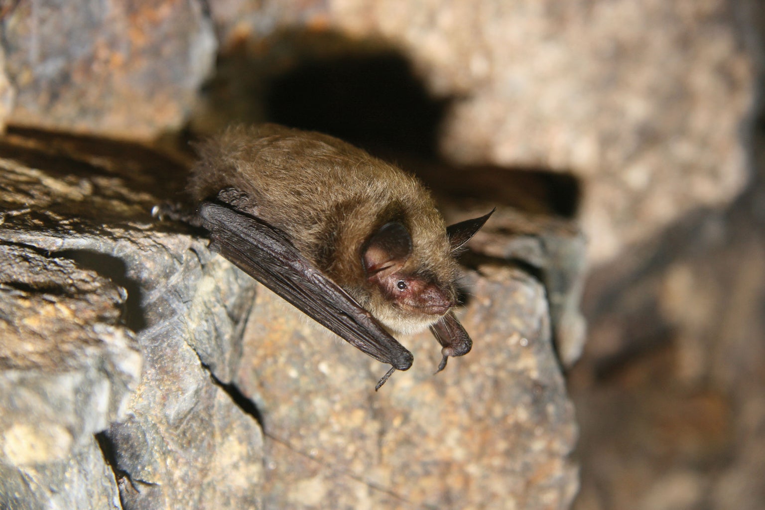 Wisconsin wind projects face restrictions to protect rare cave bats - WPR