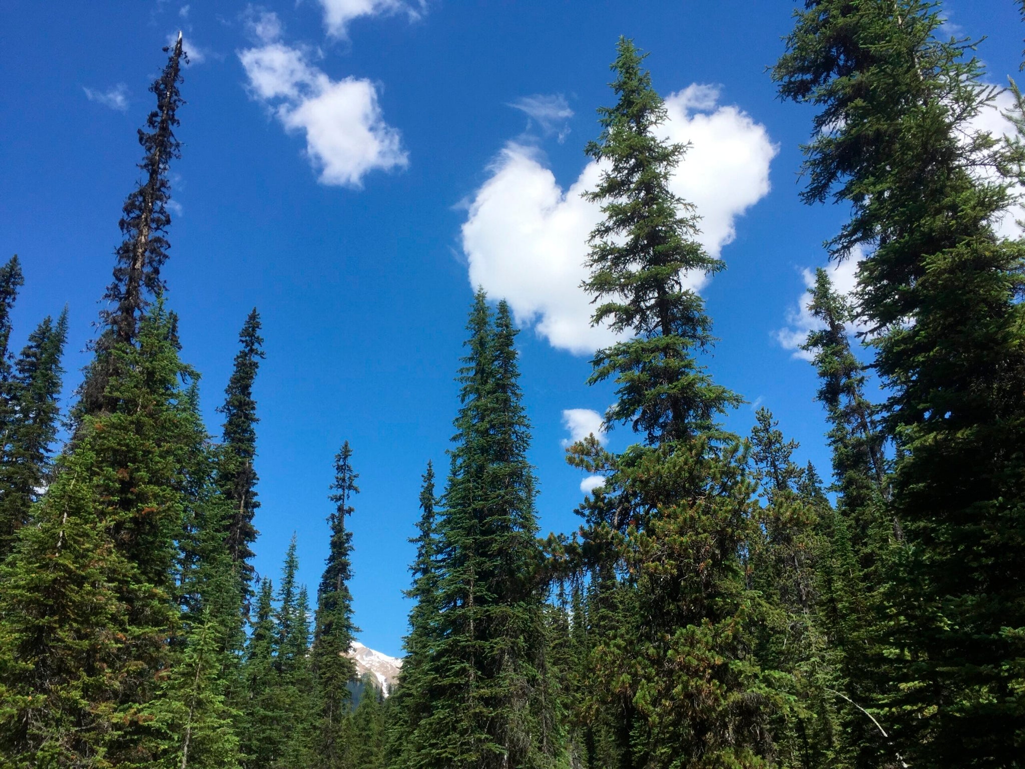 Saving the 'mother trees' - WPR