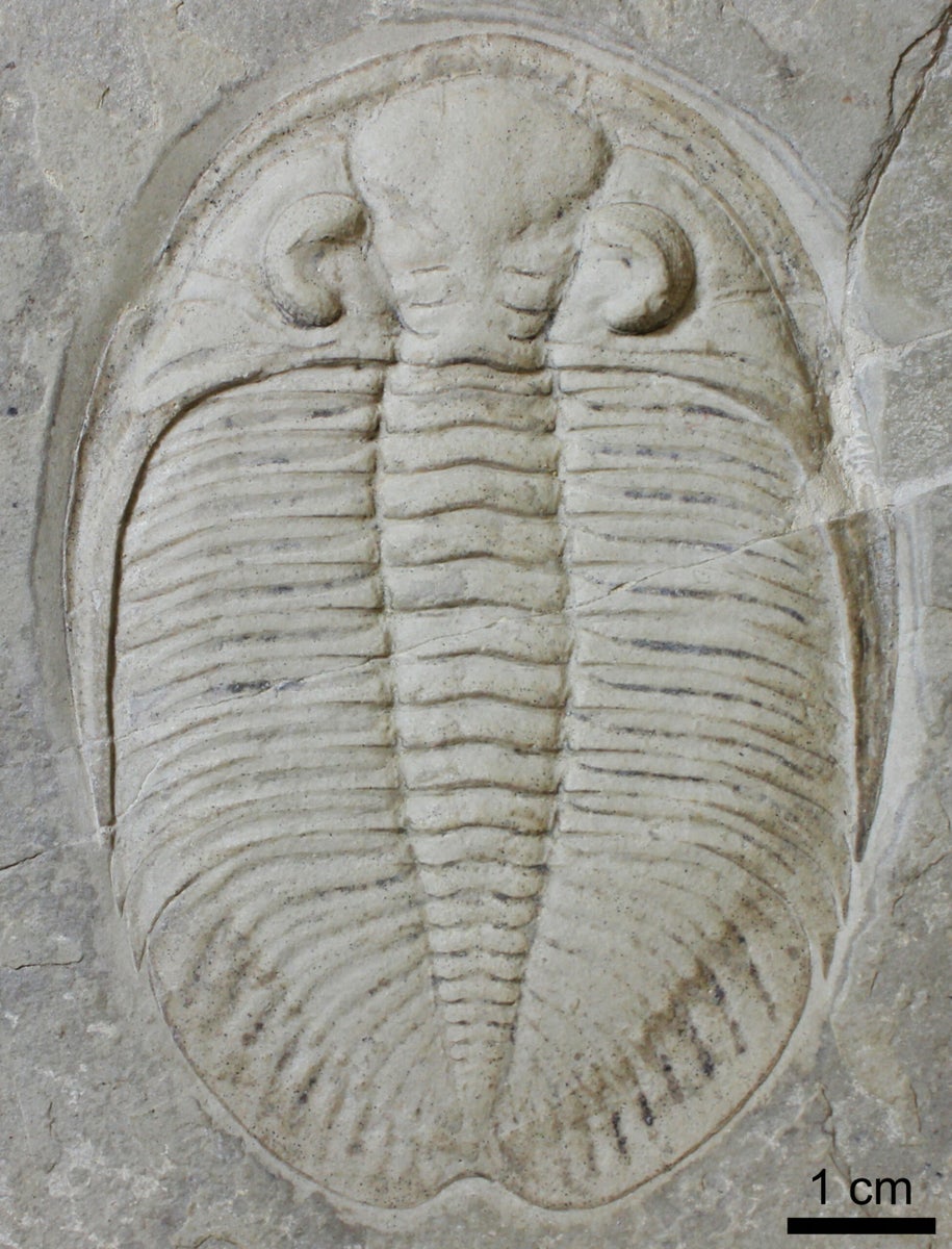 Ancient fossil named after city of Waukesha and a Wisconsin curator - WPR