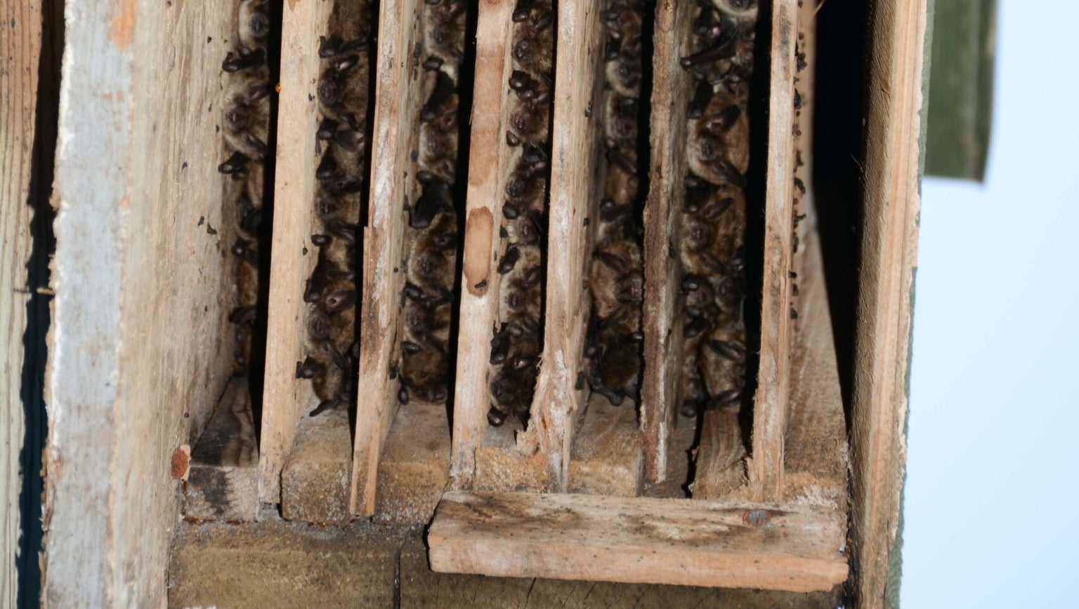 Pollinators, pest controllers, seed spreaders: Author reflects on the ...