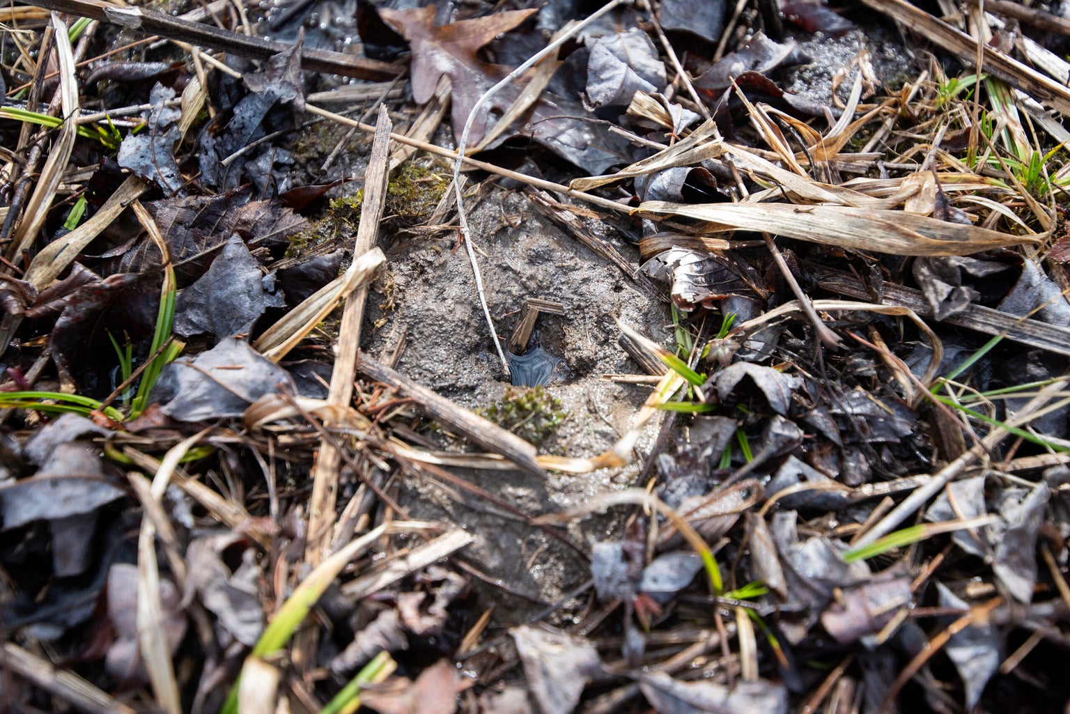 Rare, land-dwelling crayfish species spotted in Waukesha County - WPR