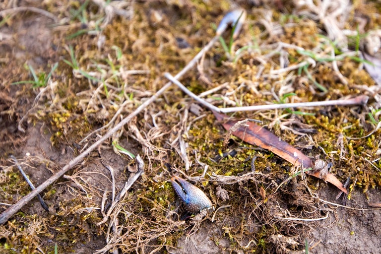 Rare, land-dwelling crayfish species spotted in Waukesha County - WPR