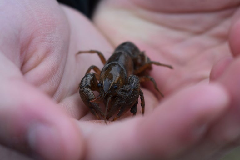 Rare, land-dwelling crayfish species spotted in Waukesha County - WPR