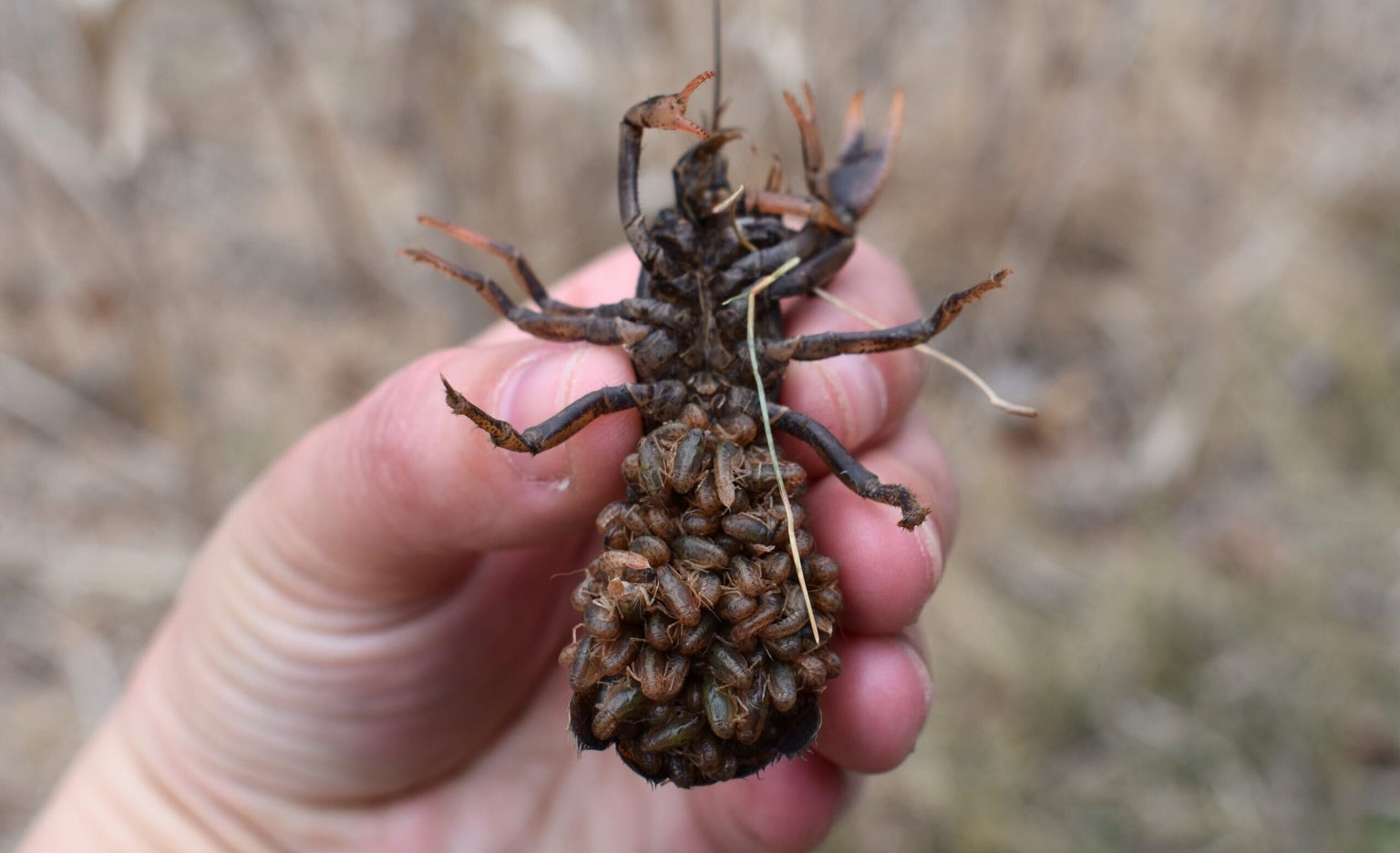 Rare, land-dwelling crayfish species spotted in Waukesha County - WPR
