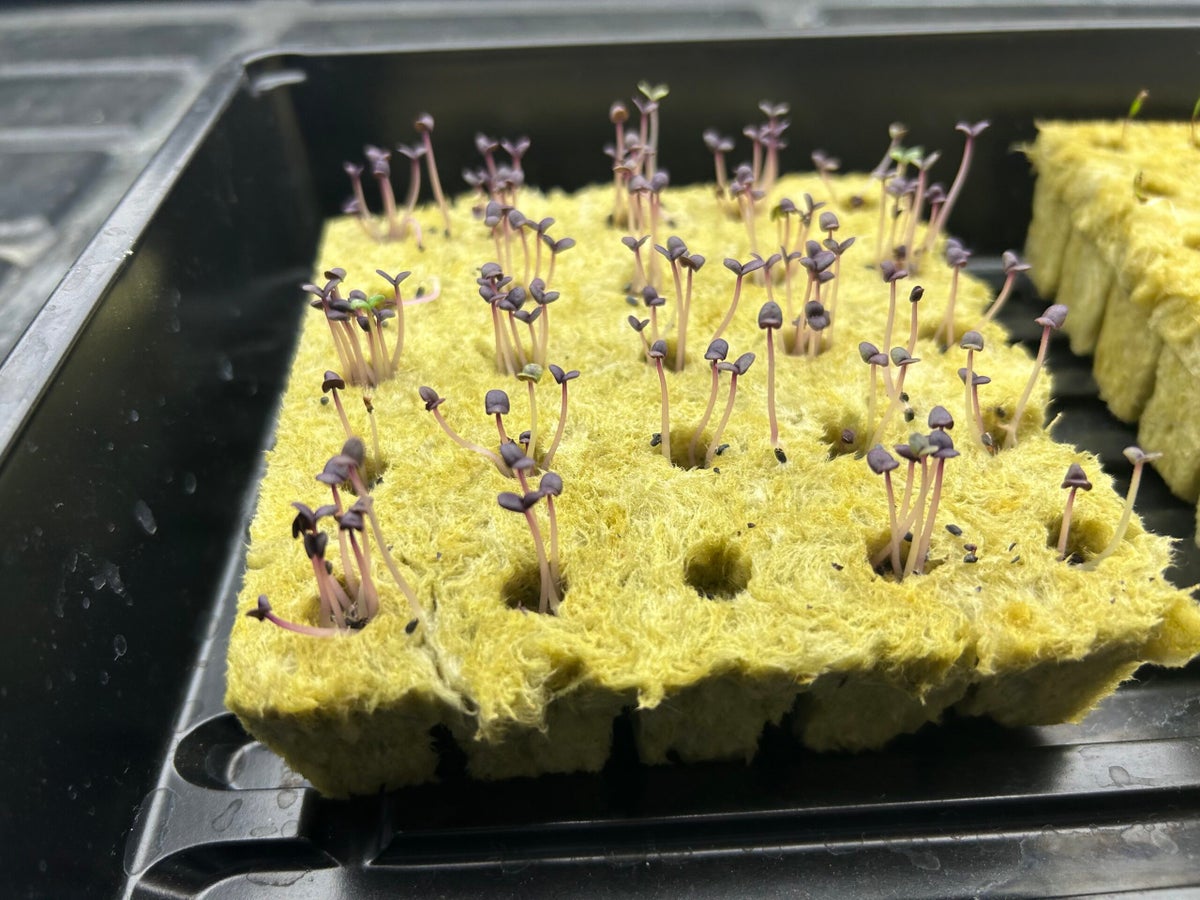 Schools feed their students using hydroponic Flex Farms designed in ...