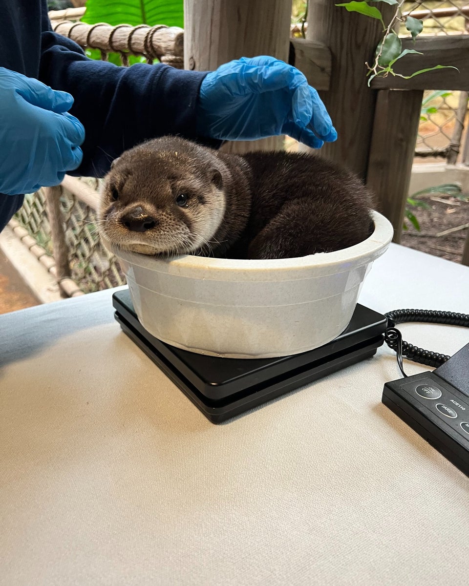 Camel, otters and lynx: Take a trip around Wisconsin to meet the newest ...