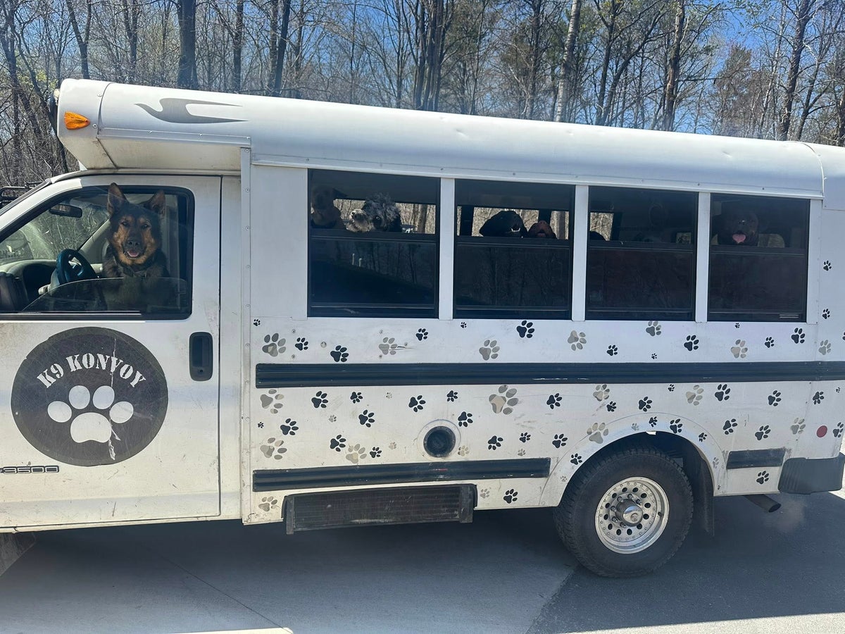 Wisconsin’s viral ‘dog bus’ carts canines to and from playtime at the ...
