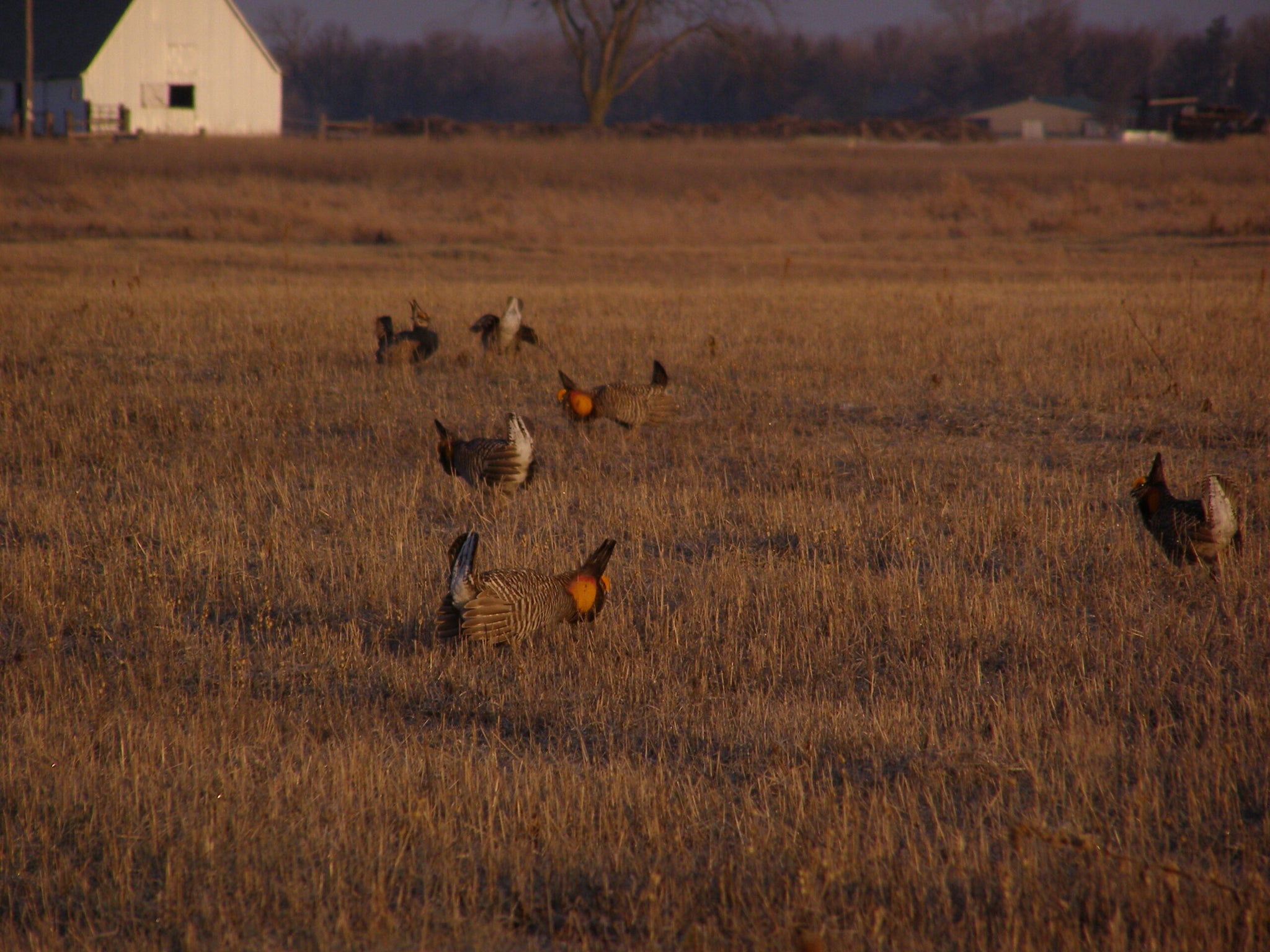 Preserving Wisconsin’s elusive prairie chicken, whose population has ...
