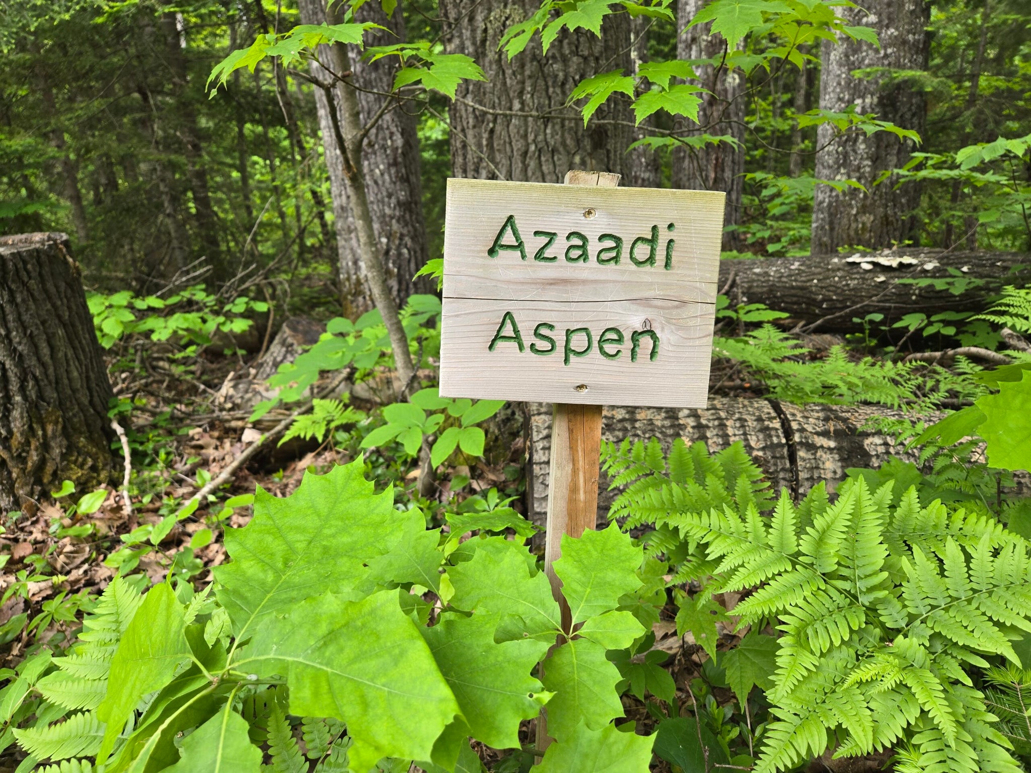 On the Lake Superior shoreline, tribal national park holds special ...