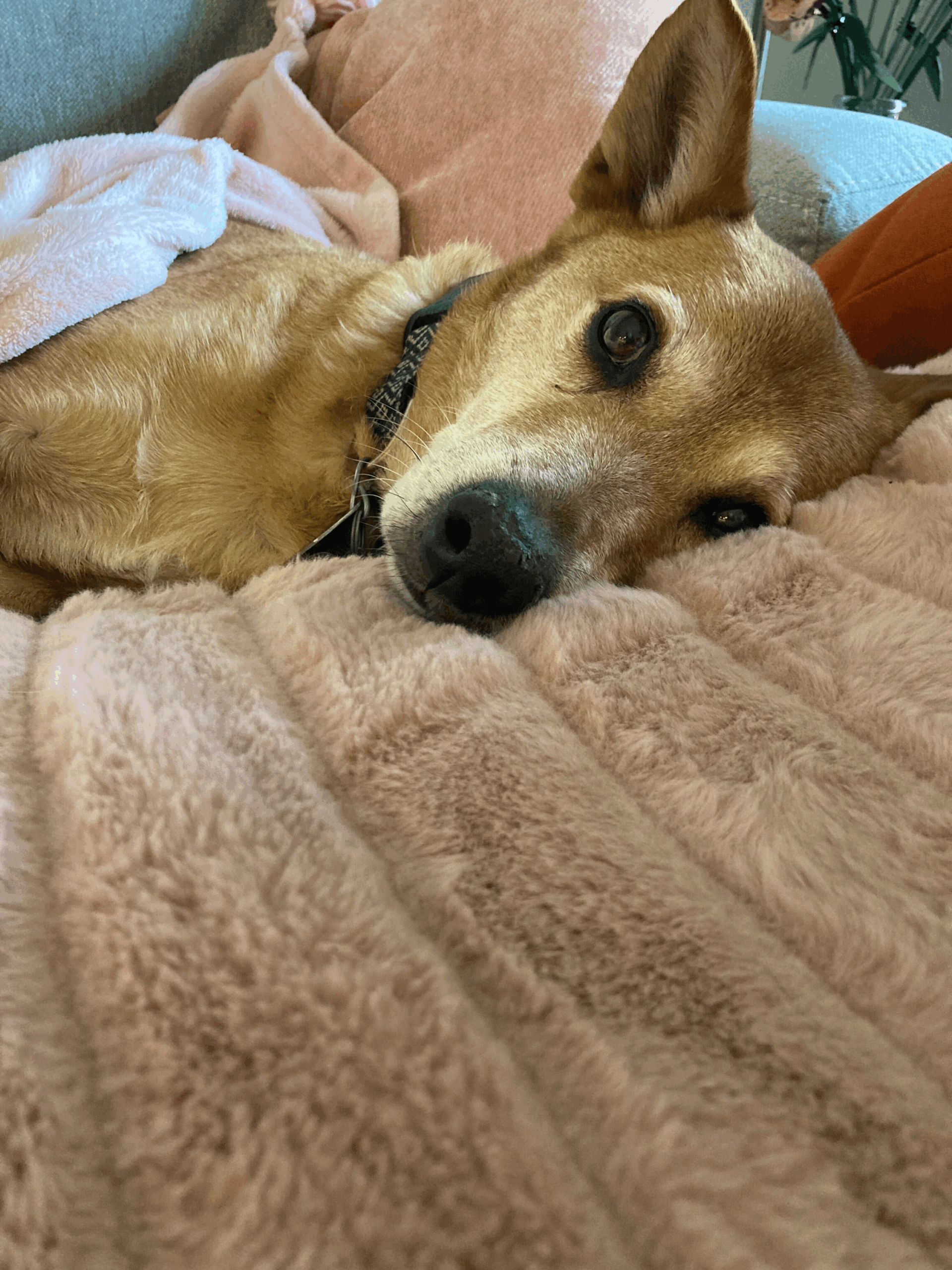 Marley & Me 6 of 15 - Bringing Home Patrick - WPR