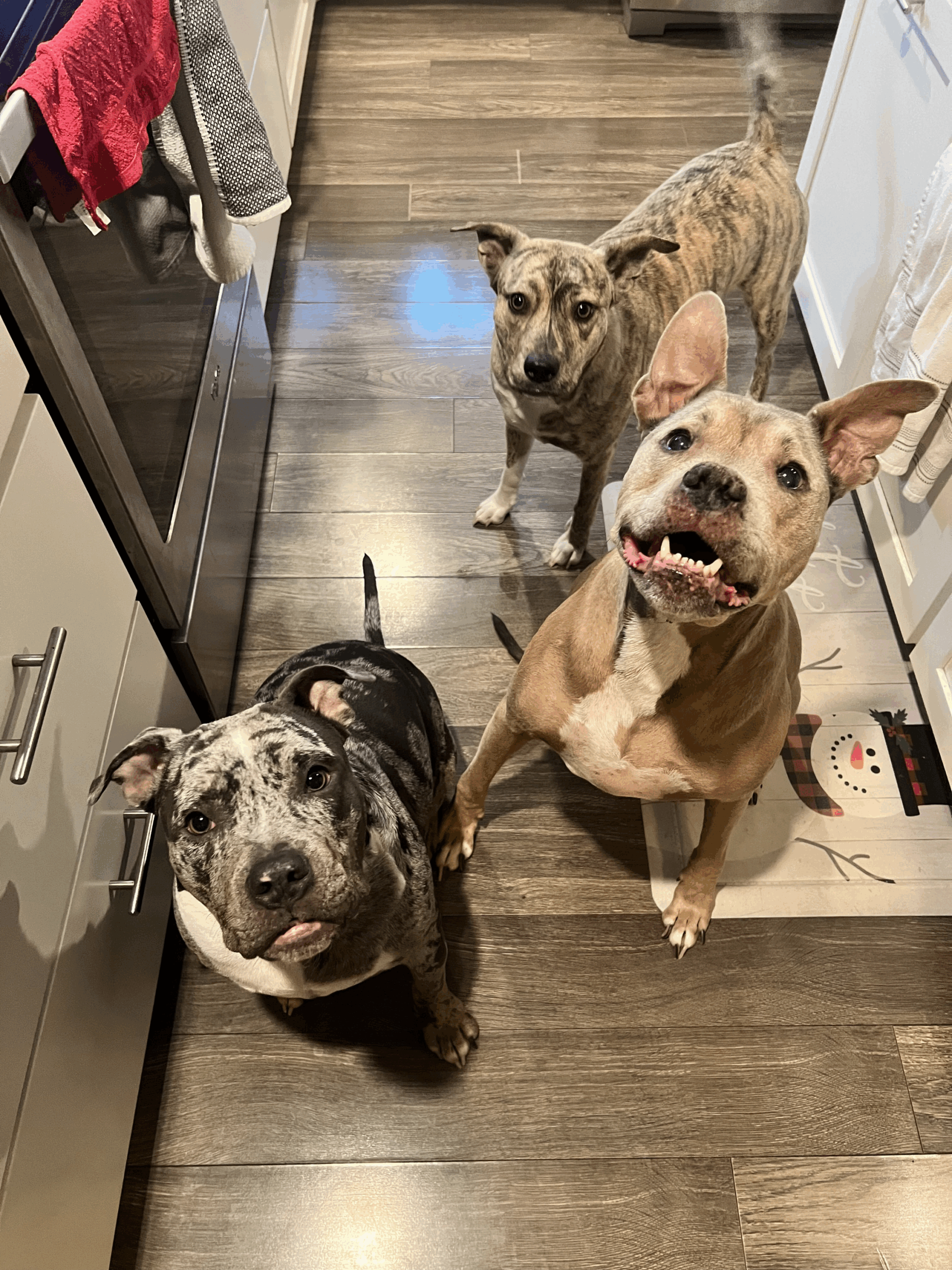 Marley & Me 4 of 15 - Obedience School - WPR