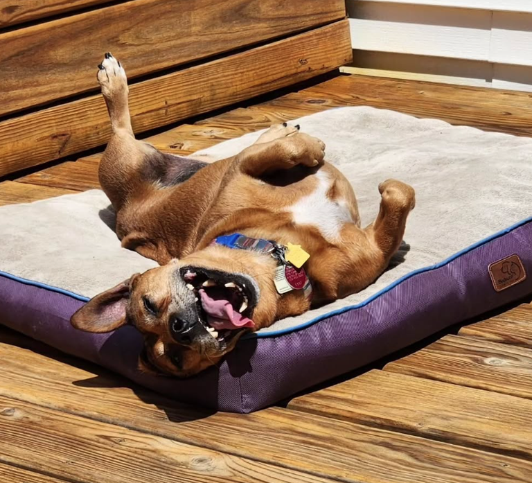 Marley & Me 5 of 15 - Ireland - WPR