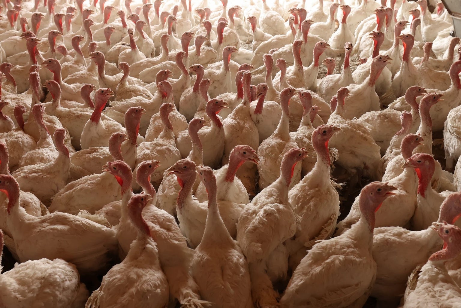 Your Thanksgiving turkey could be more expensive this year. Tariffs are ...