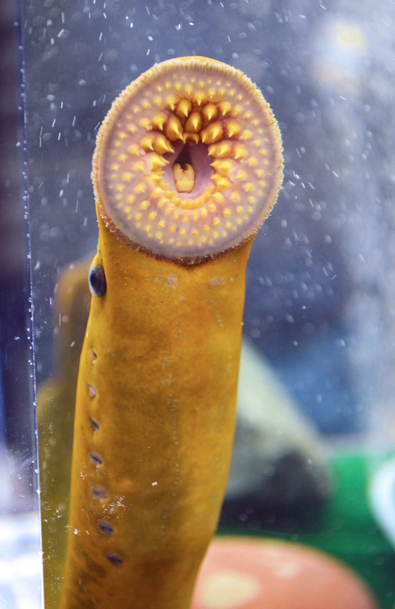 The invasive sea lamprey is poised for comeback in the Great Lakes - WPR