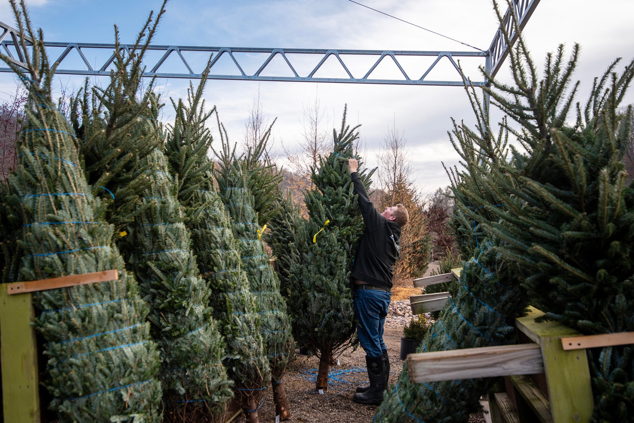 ‘Living’ Christmas trees? Some people are choosing evergreens they can ...